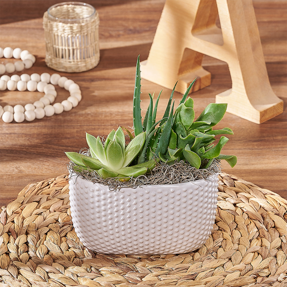 Little Oasis Succulent Garden – Plant gift baskets – Toronto delivery ...
