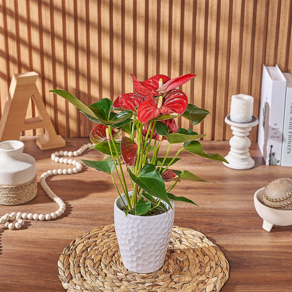 Potted Anthurium Plant – Plant gift baskets – Toronto delivery ...