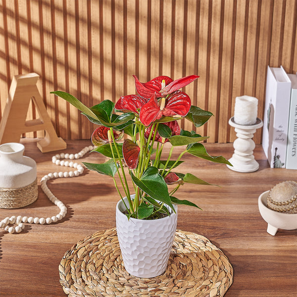 Potted Anthurium Plant – Plant gift baskets – Toronto delivery ...